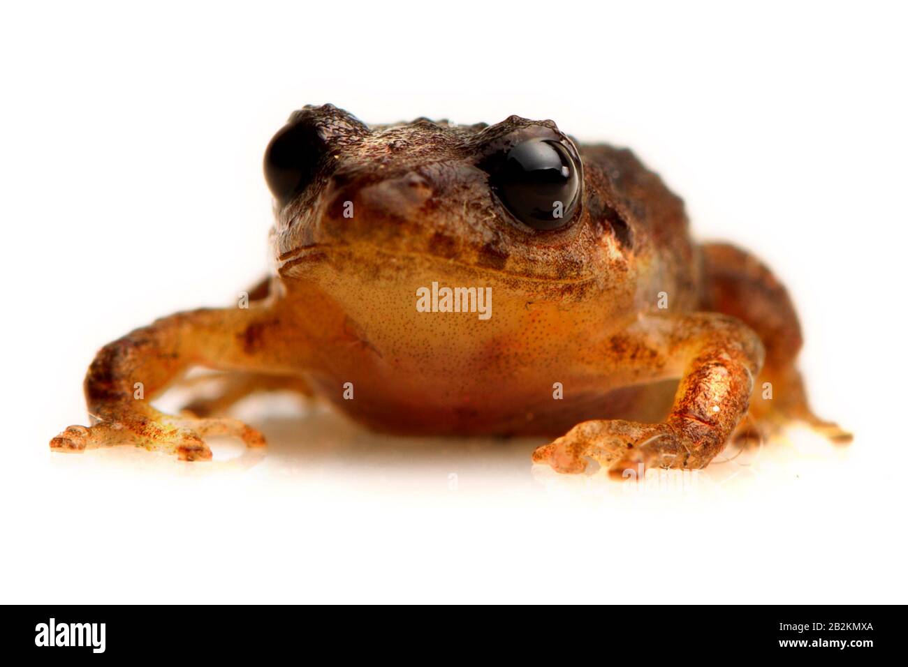Low Angle Of A Brown Frog Isolated On White Background Stock Photo - Alamy
