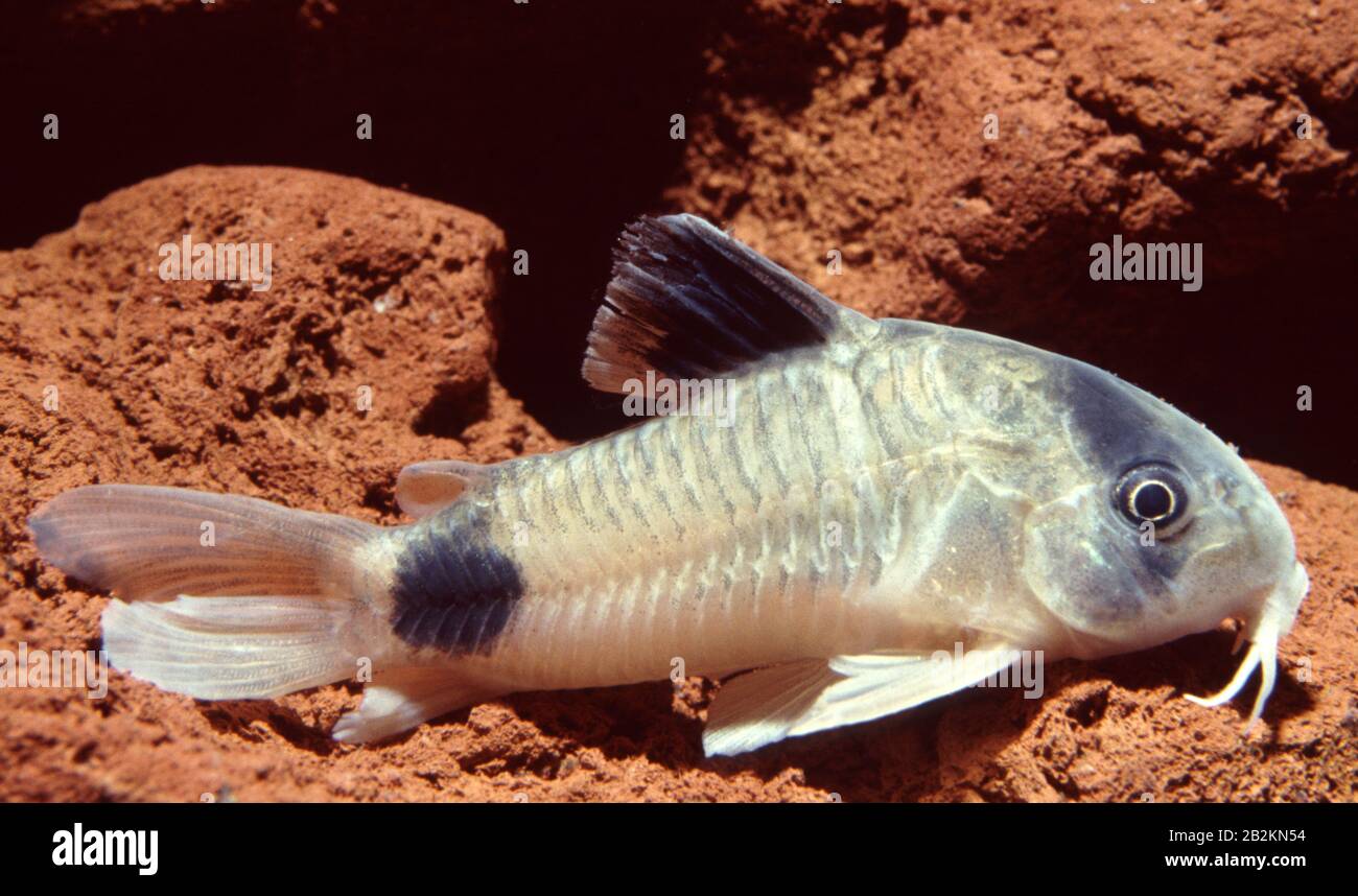 Panda cory, Corydoras panda Stock Photo - Alamy