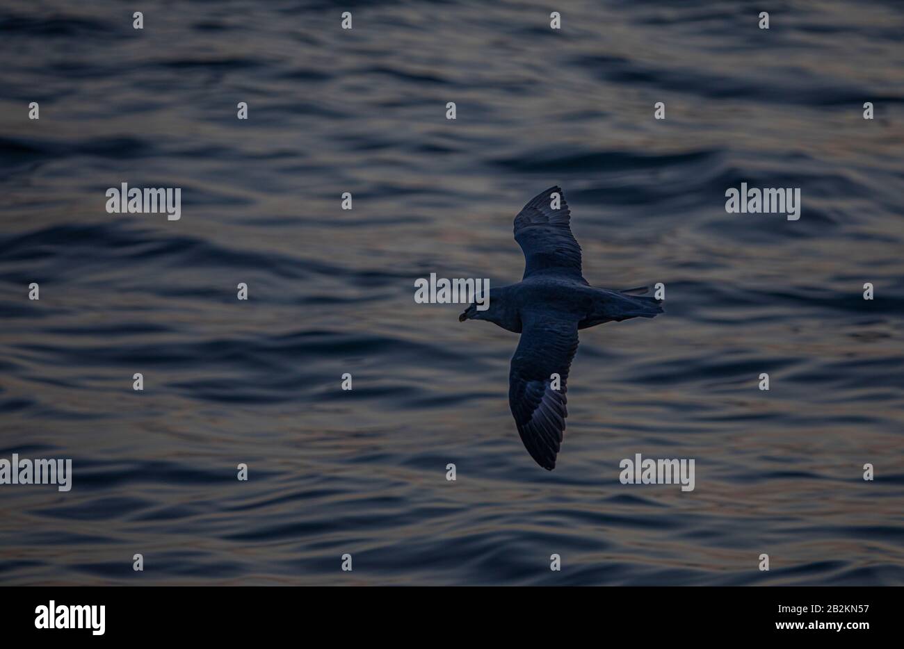 Arctic fulmar flying close to water in the artic Stock Photo - Alamy