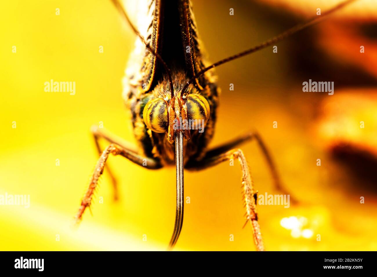 Caligo Eurilochus Face Close Up 3 1 Life Size Macro Stock Photo - Alamy