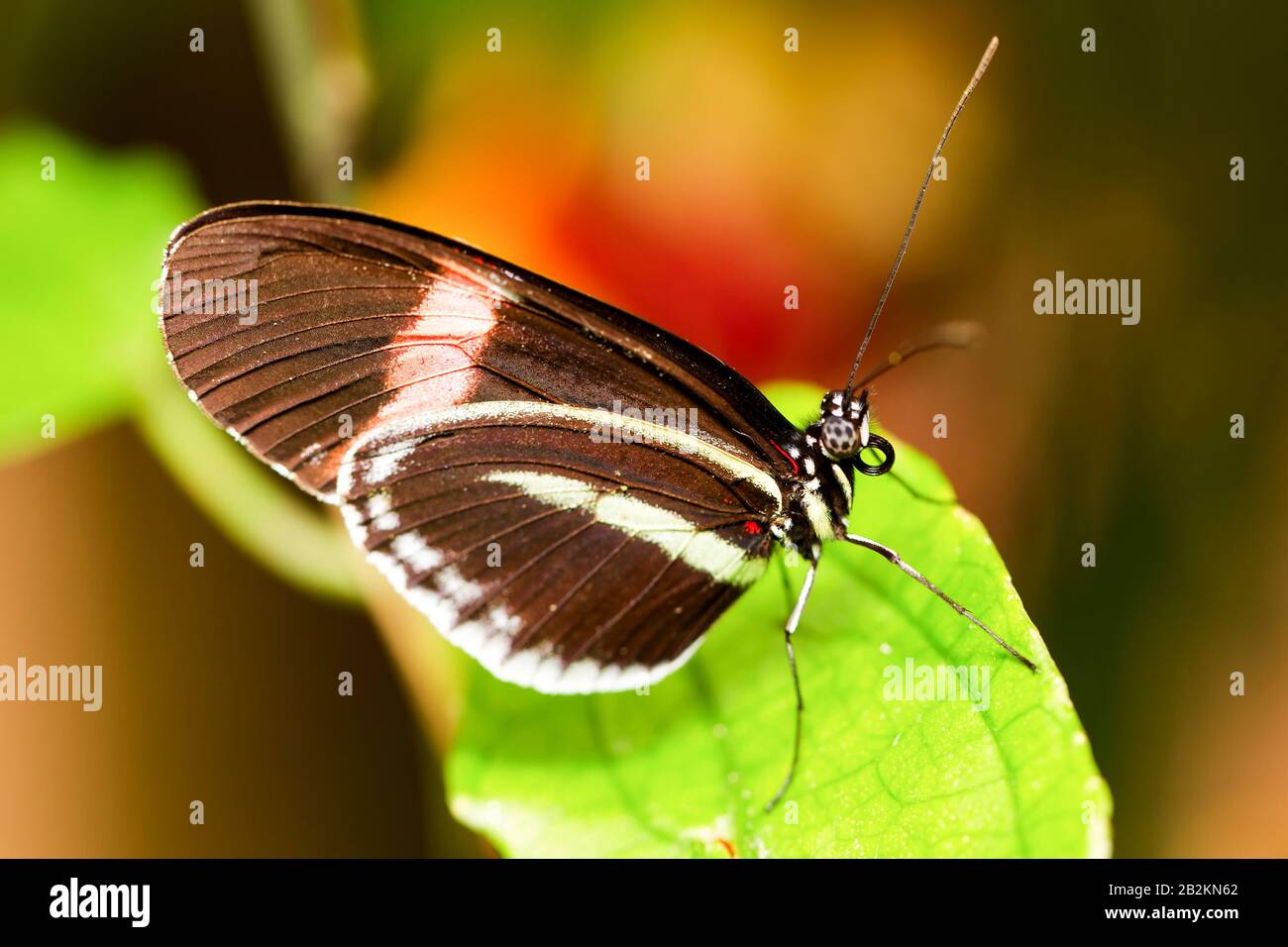 Postman butterfly heliconius melpomene hi-res stock photography and ...