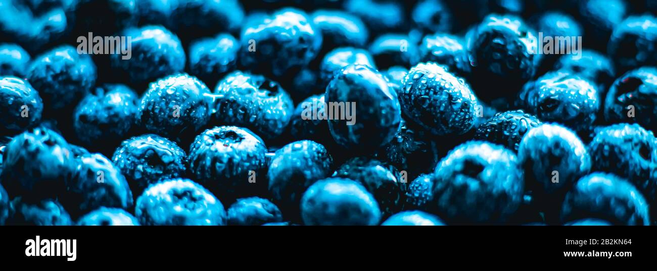 Fresh blueberry background. Texture freshly picked blueberry berries ...