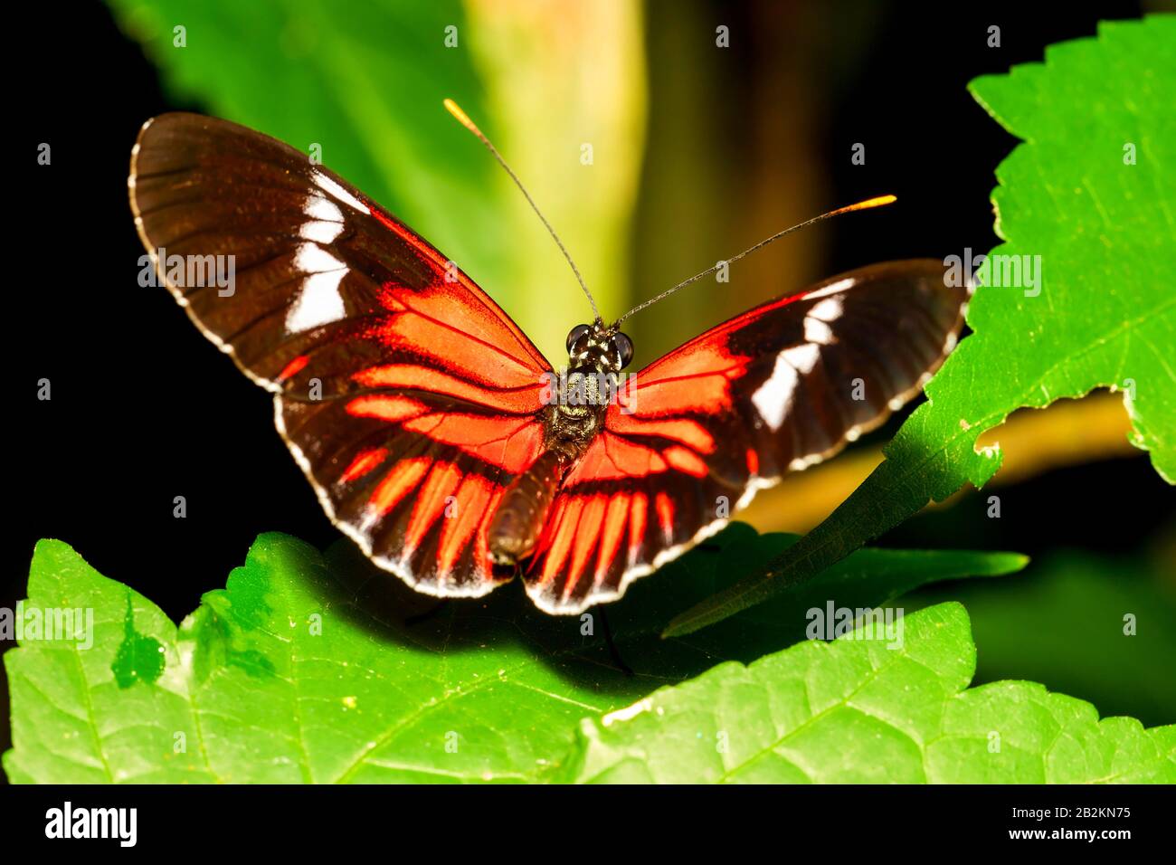 Postman butterfly heliconius melpomene hi-res stock photography and ...