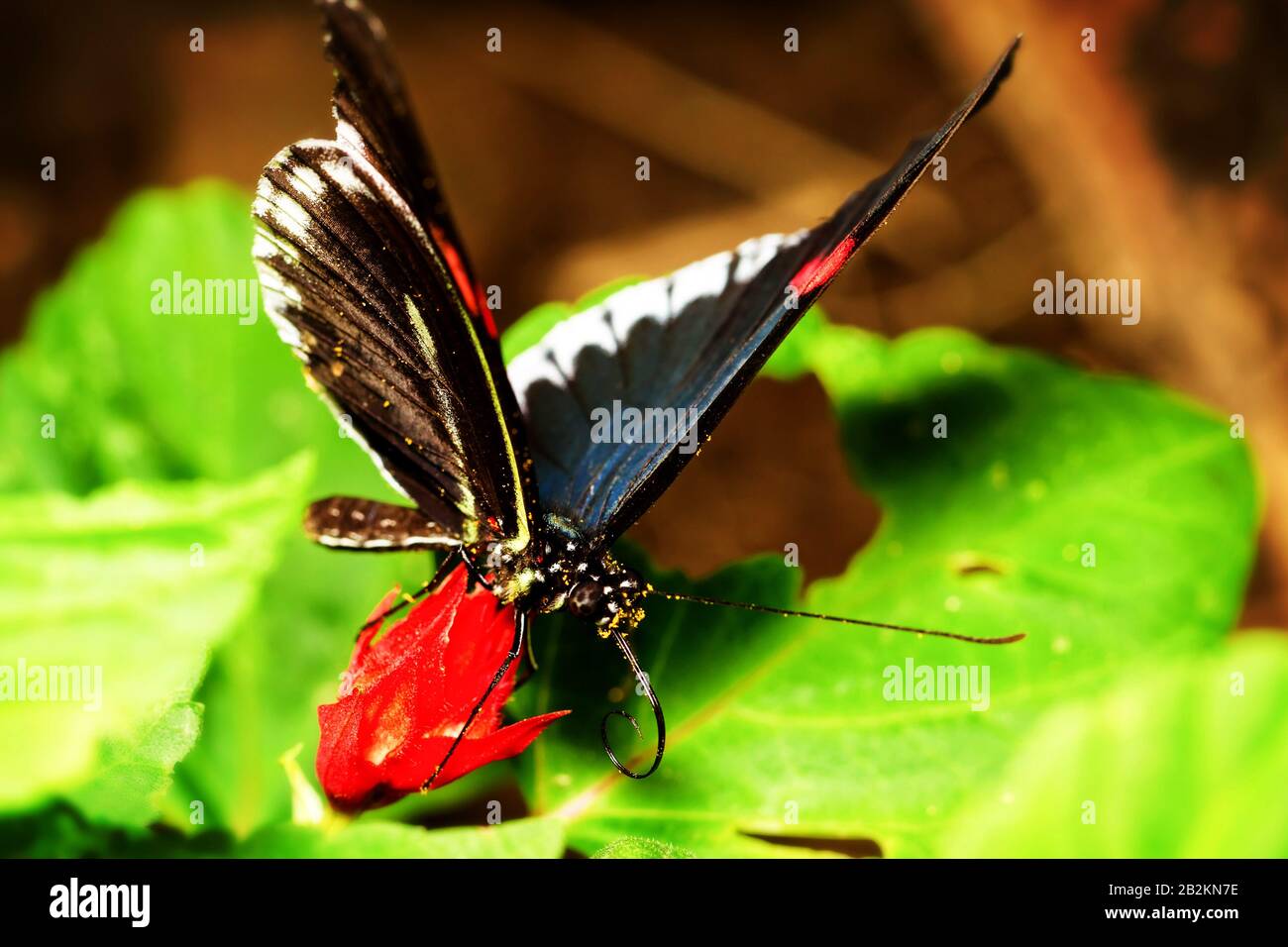 Latin Parides Arcas Also Called Cattle Heart Shot In Ecuadorian ...