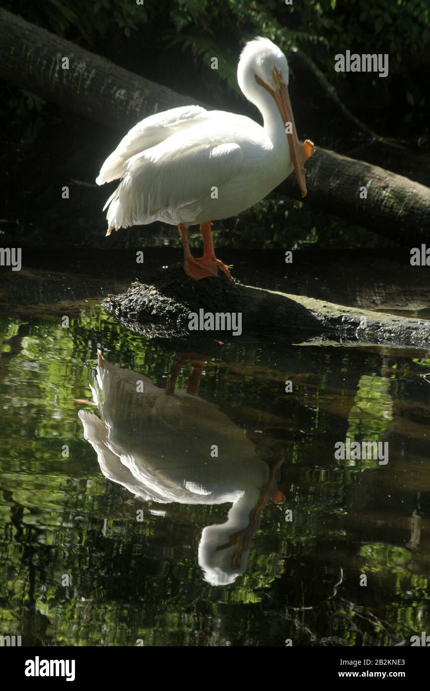 Sleeping pelican hi-res stock photography and images - Alamy
