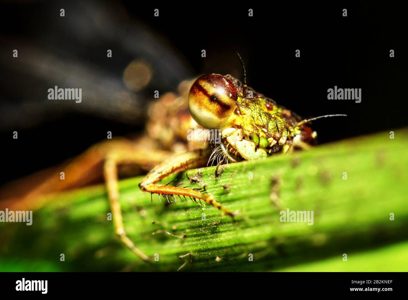 Coleoptera Splendens High Resolution Stock Photography and Images - Alamy