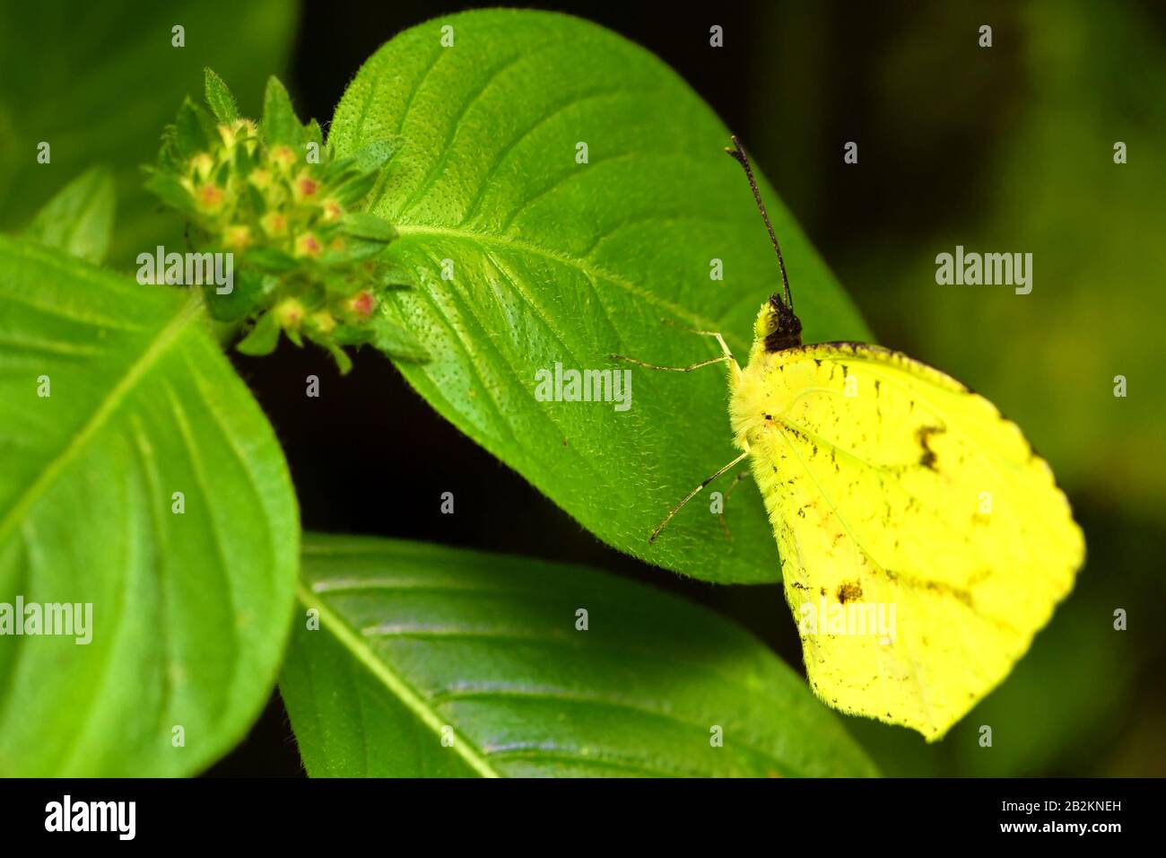 Sulphur butterfly isolated hi-res stock photography and images - Alamy