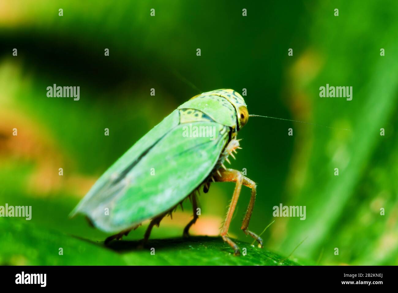 The Smallest Grasshopper Of The Suborder Caelifera In The Order ...