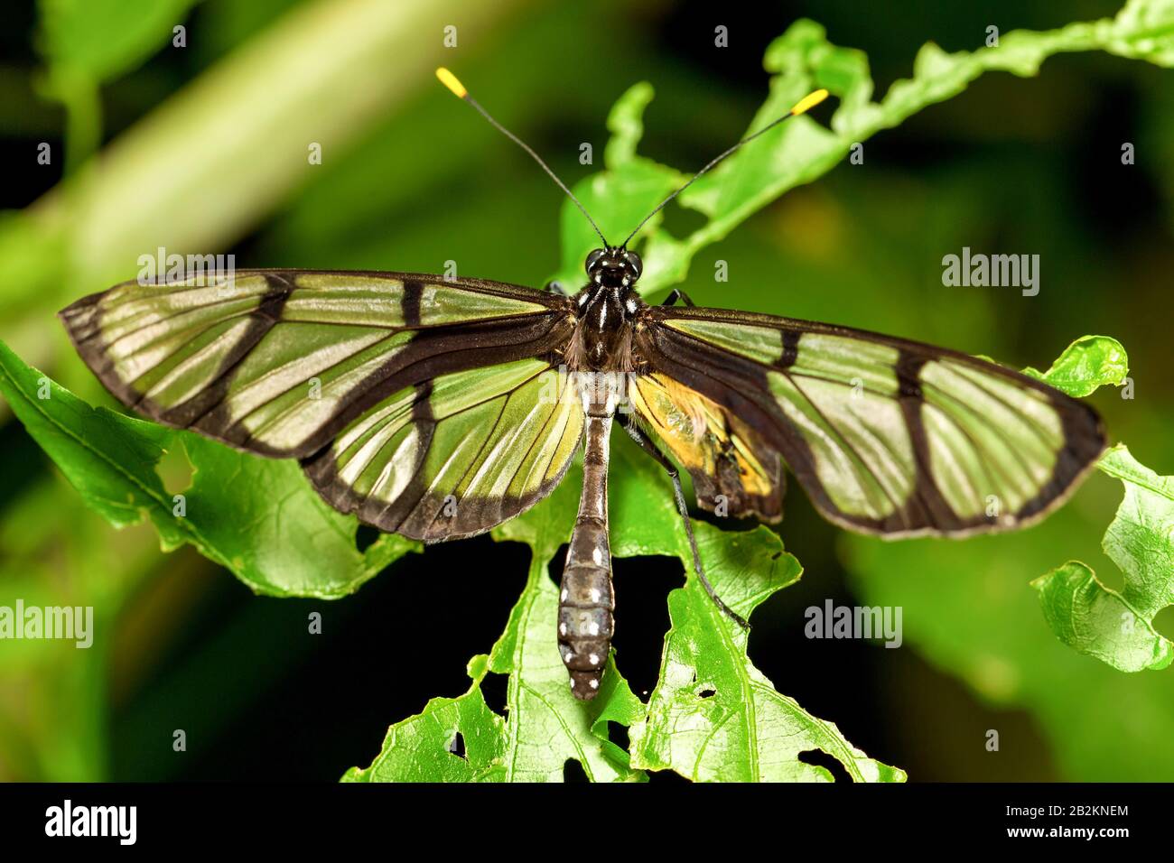 Metona Grandiosa Rare Ecuadorian Endemic Species Shot Near Mindo City ...
