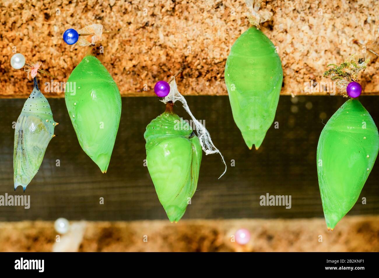 Monarch Butterfly Cocoons Inside In A Private Collection Stock Photo ...