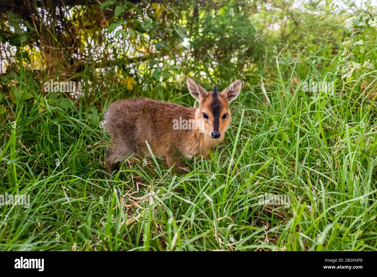 Bush duiker, also known as the common duiker, in a garden in Gondar ...