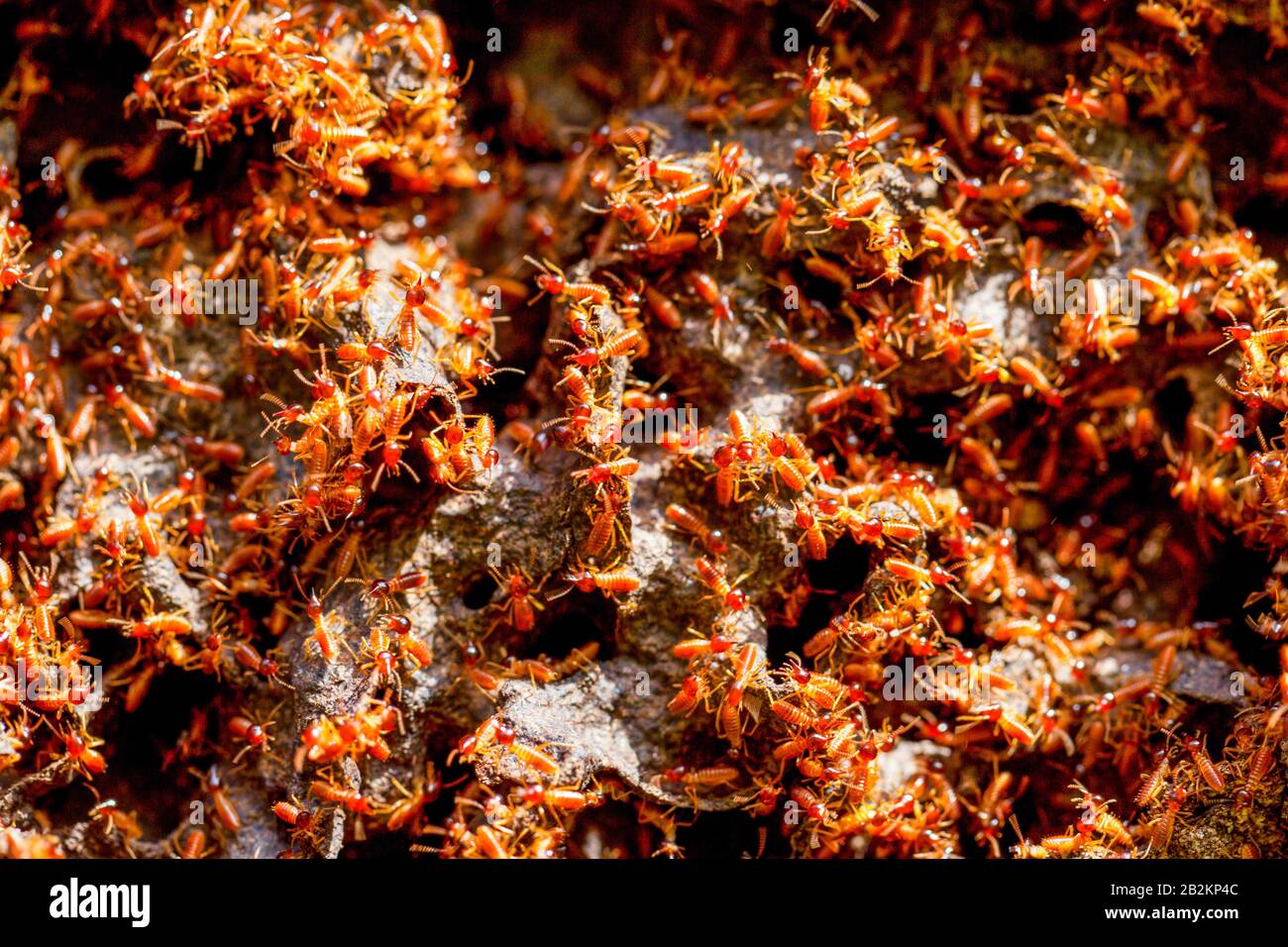Colony of termites hi-res stock photography and images - Alamy