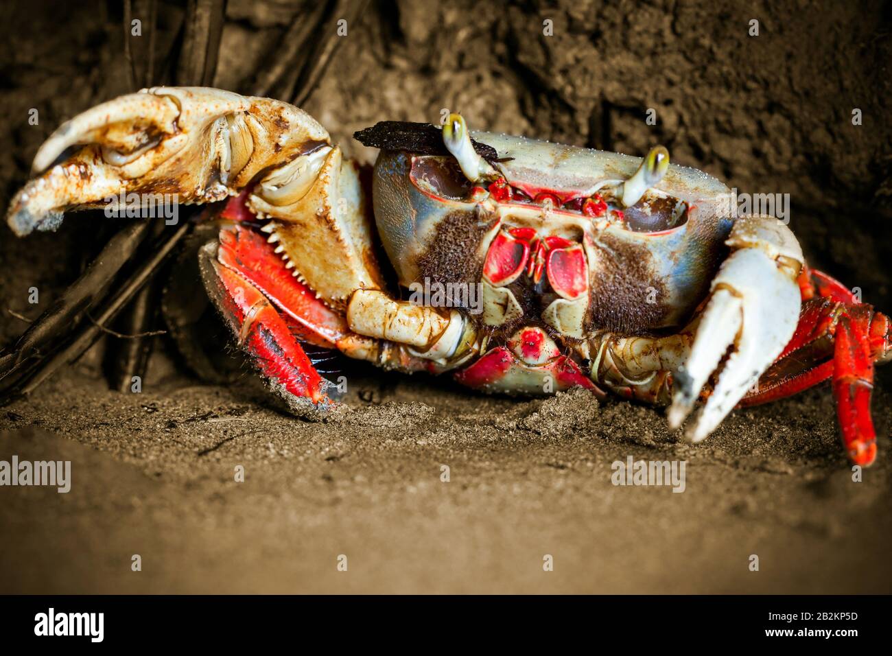 Mangrove Crab Attacking With His Powerful Pliers Stock Photo - Alamy