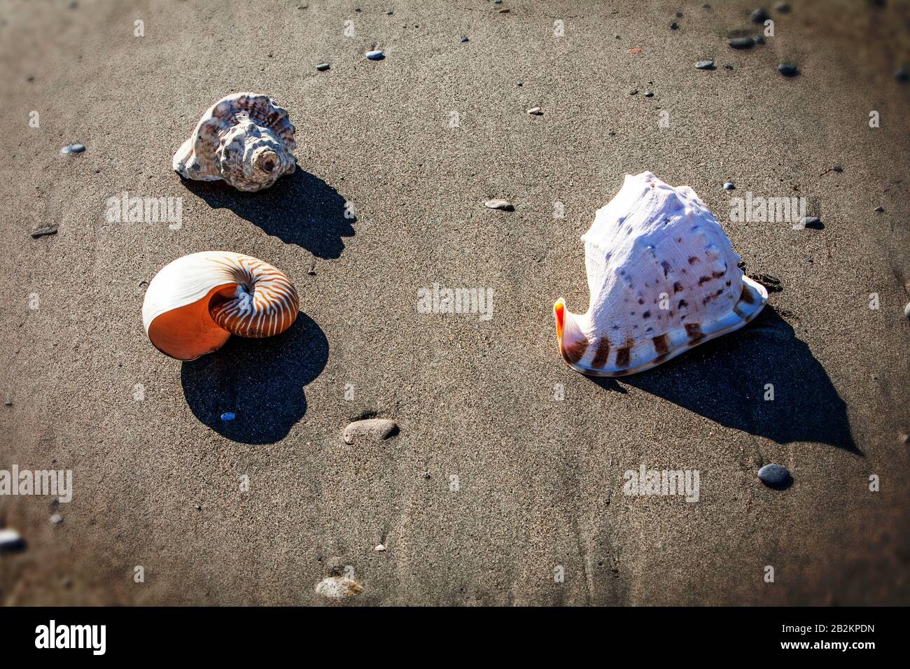 Three shells hi-res stock photography and images - Alamy