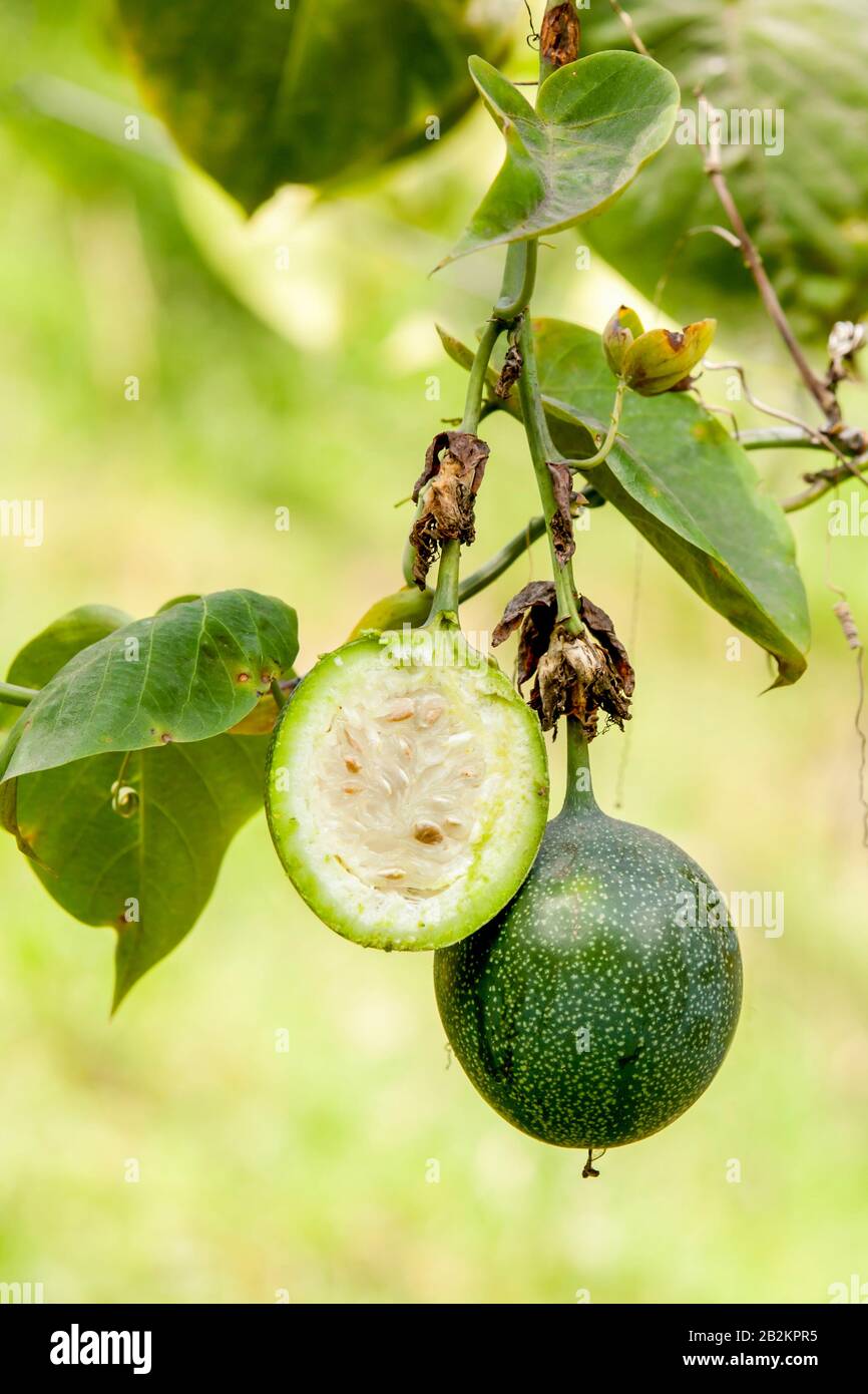 Ripped fruit hi-res stock photography and images - Alamy