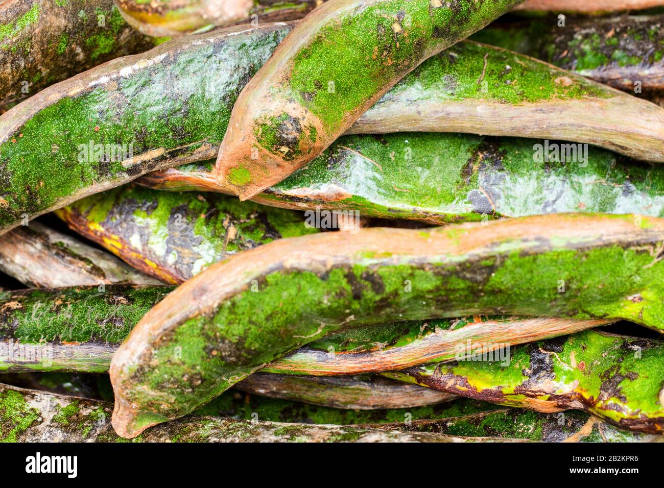 Ingeae hi-res stock photography and images - Alamy