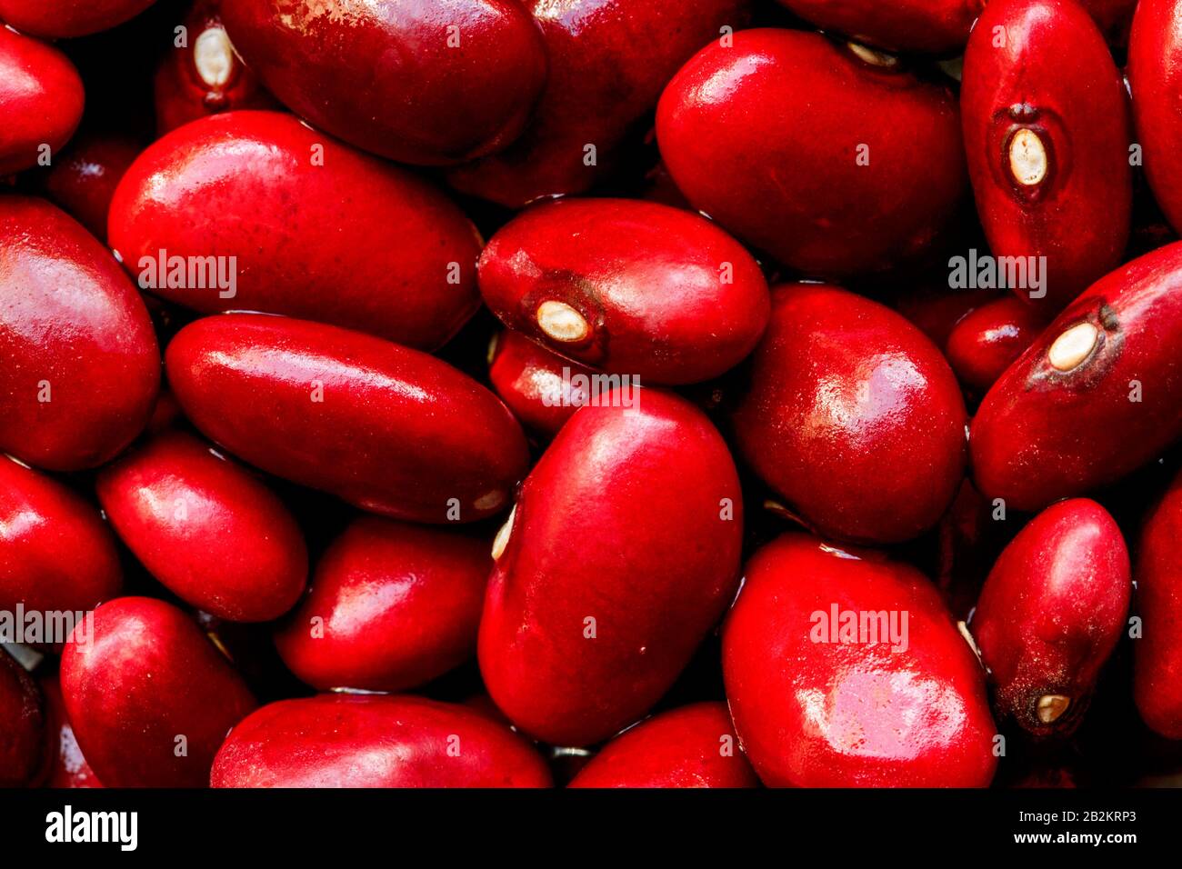 The Azuki Bean Is An Annual Vine Vigna Angularis Widely Grown ...