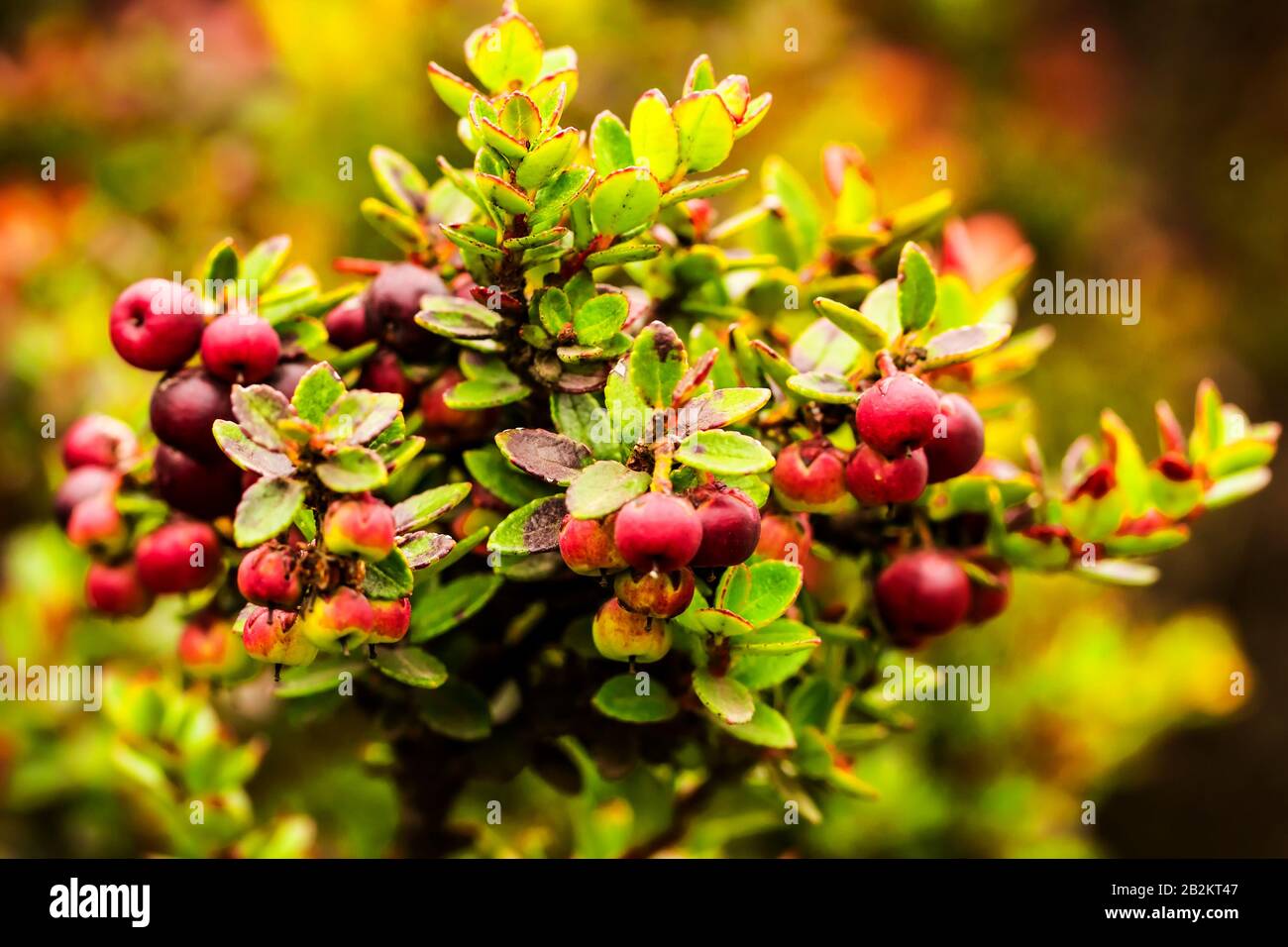 Red Huckleberries Cluster Shot In Natural Environment Stock Photo - Alamy