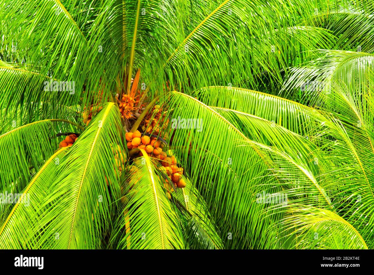 Large Coconut Tree With Ripped Fruits And Huge Branches Stock Photo - Alamy