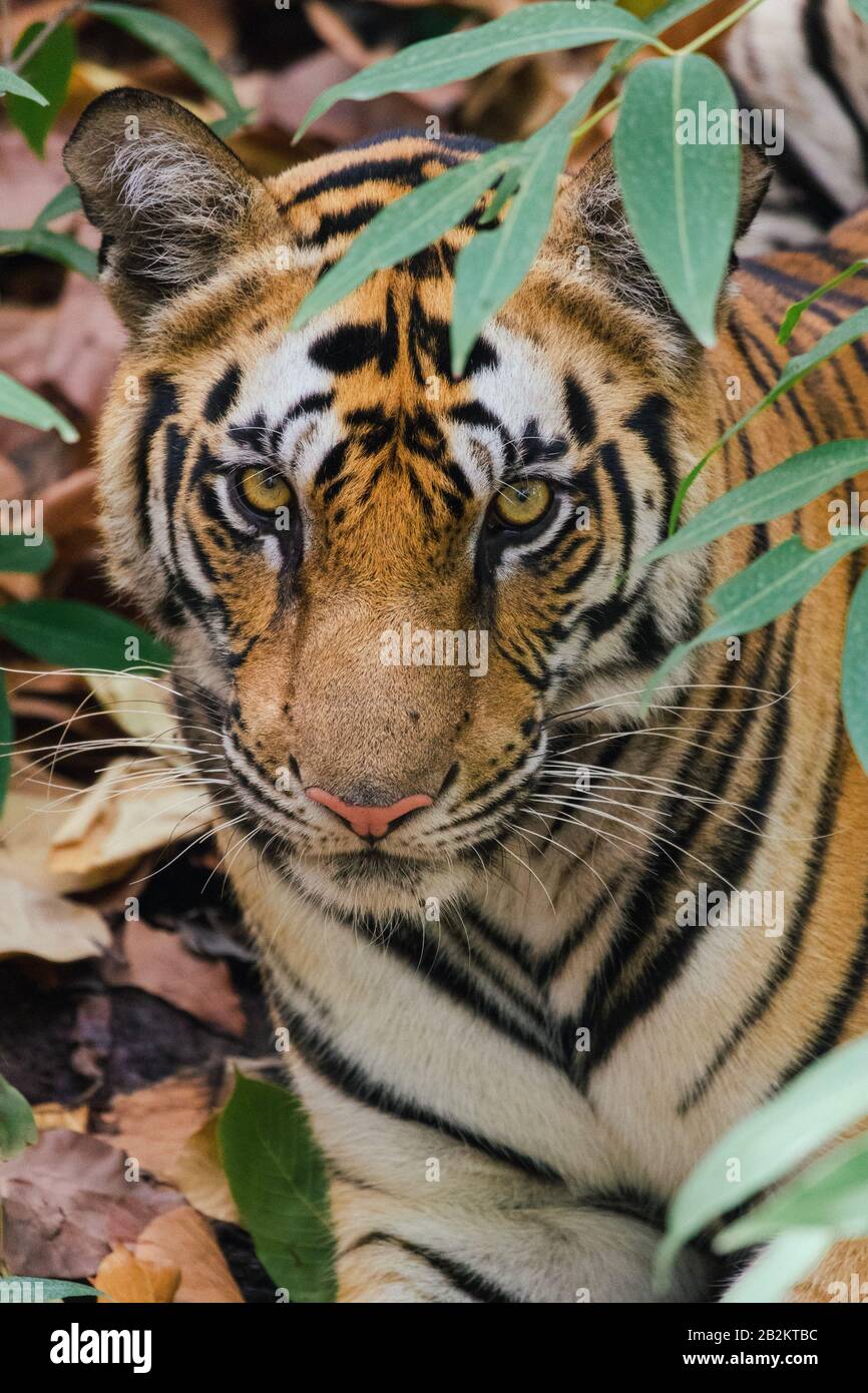 Safari panna tiger reserve hi-res stock photography and images - Alamy