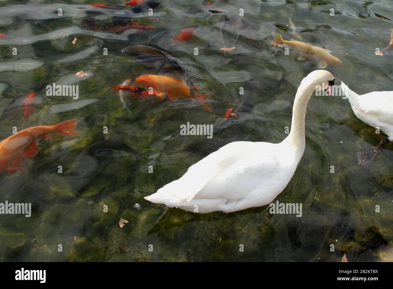 Sharing a fish hi-res stock photography and images - Alamy