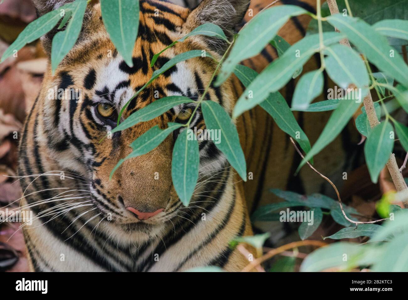 Tiger at a forest in Madhya Pradesh in India Stock Photo - Alamy