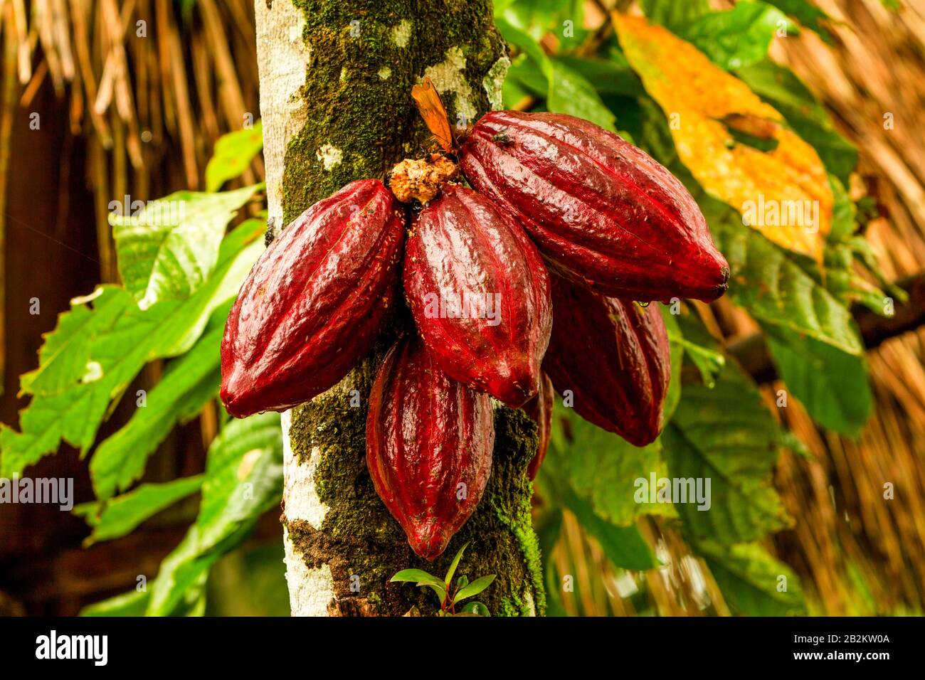 Cocoa fruit in tree red hi-res stock photography and images - Alamy