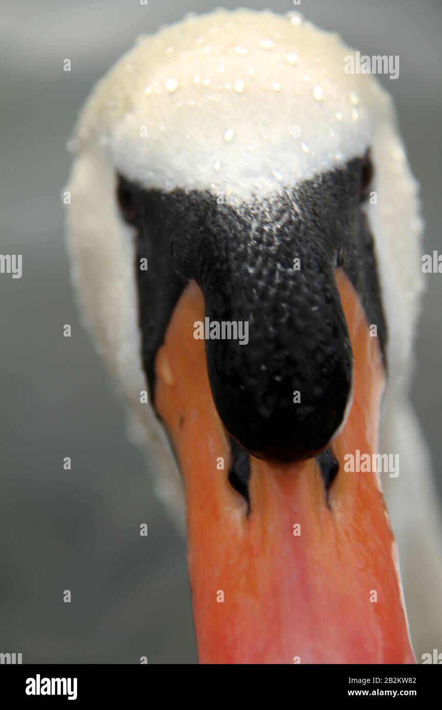 Swan nose hi-res stock photography and images - Alamy