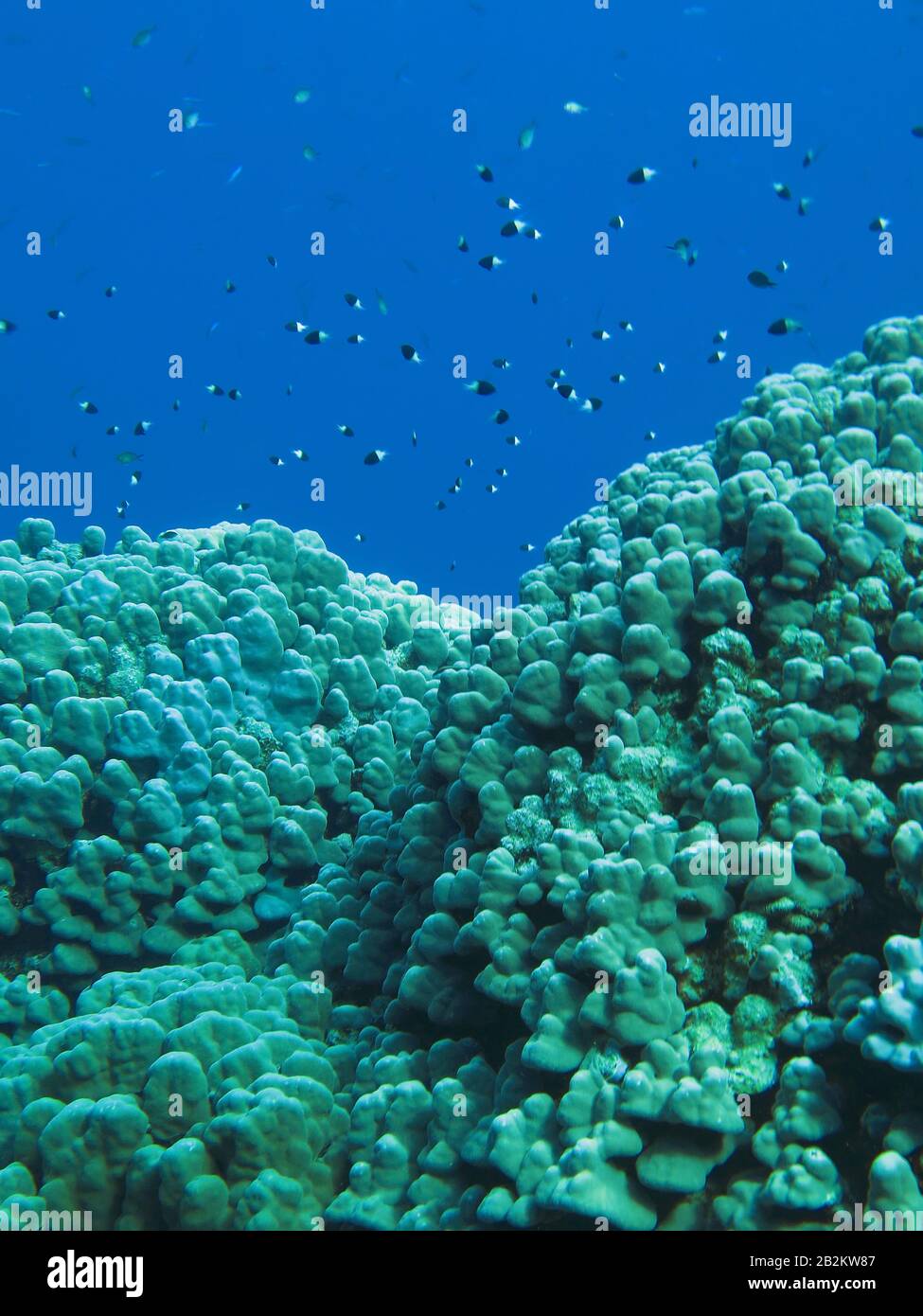 Rotes meer riff hi-res stock photography and images - Alamy