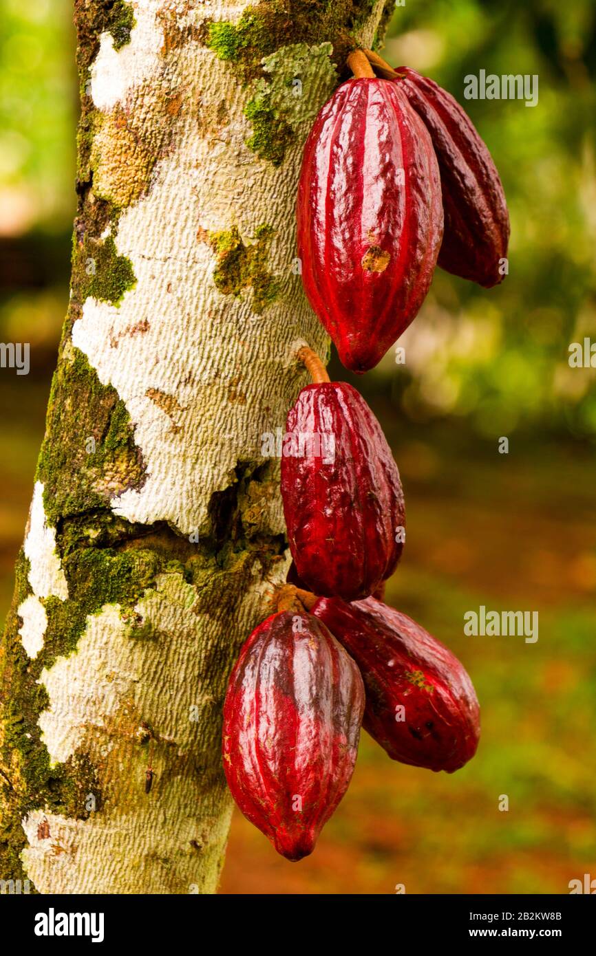 Ecuadorian cacao plantation hi-res stock photography and images - Alamy