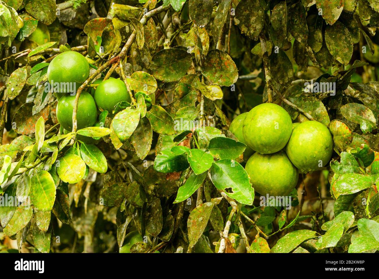 Piles Of Ripped Pomelo Fruit In The Tree Stock Photo - Alamy
