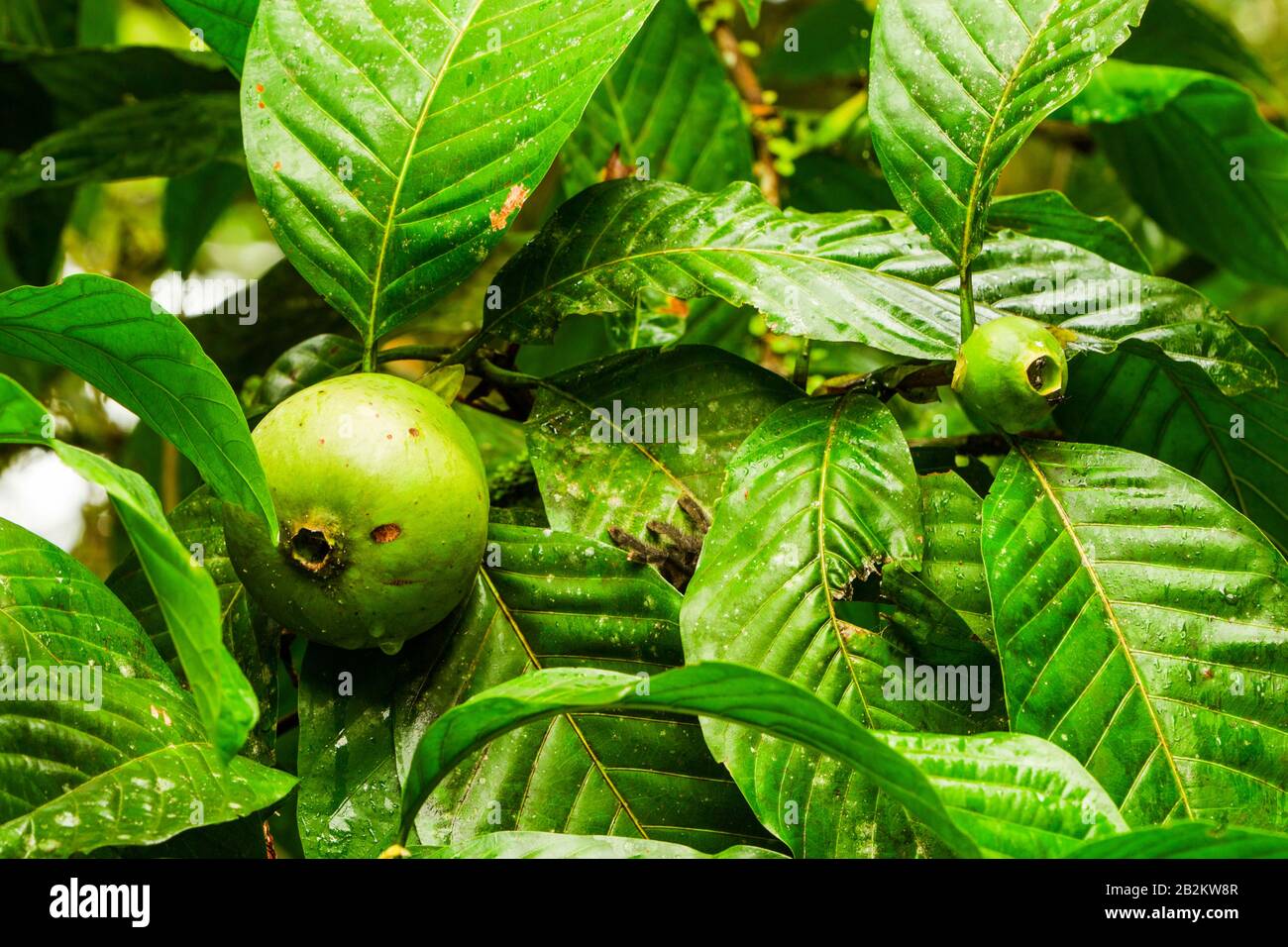 These Small Yellow Fruits Are Called Ground Cherries Because They Grow ...