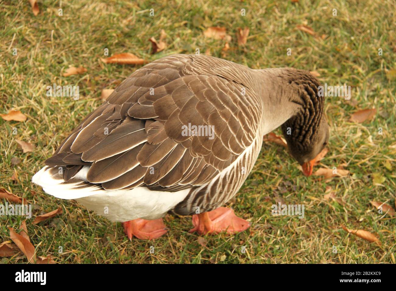 Close-up of domestic goose grazing Stock Photo - Alamy