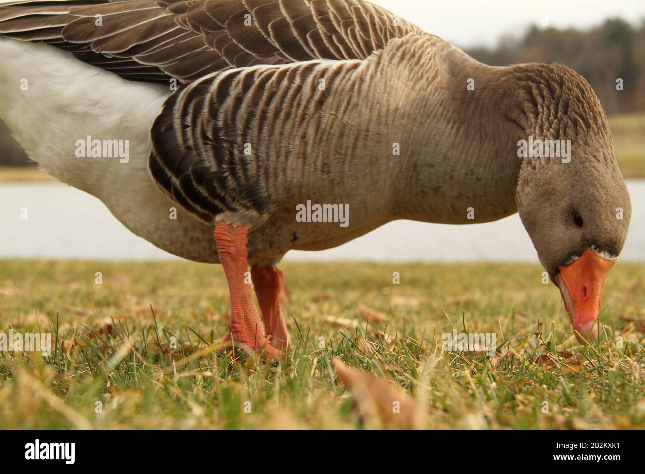 Goose Feet High Resolution Stock Photography and Images - Alamy