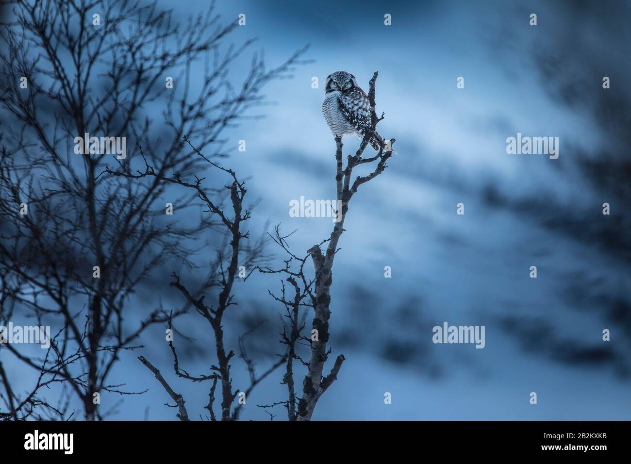 northern hawk-owl looking for a prey Stock Photo - Alamy