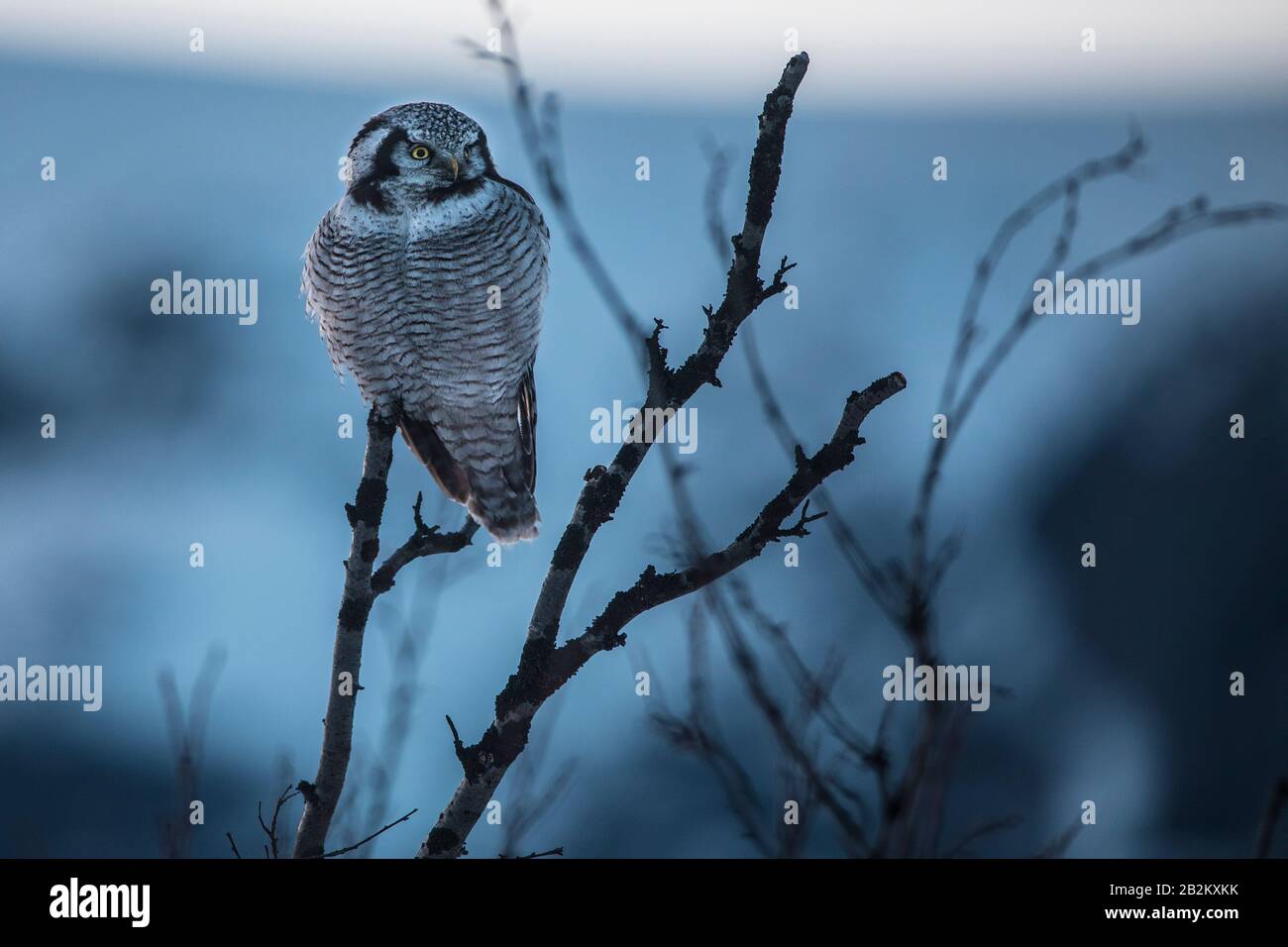 Owl wallpaper hi-res stock photography and images - Alamy