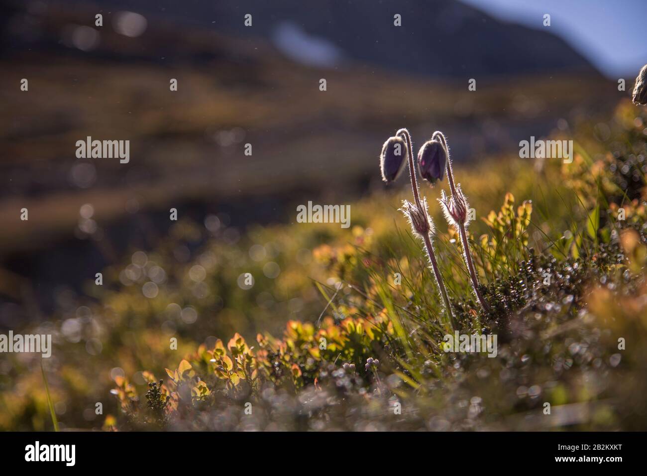 high altitude plants Stock Photo - Alamy