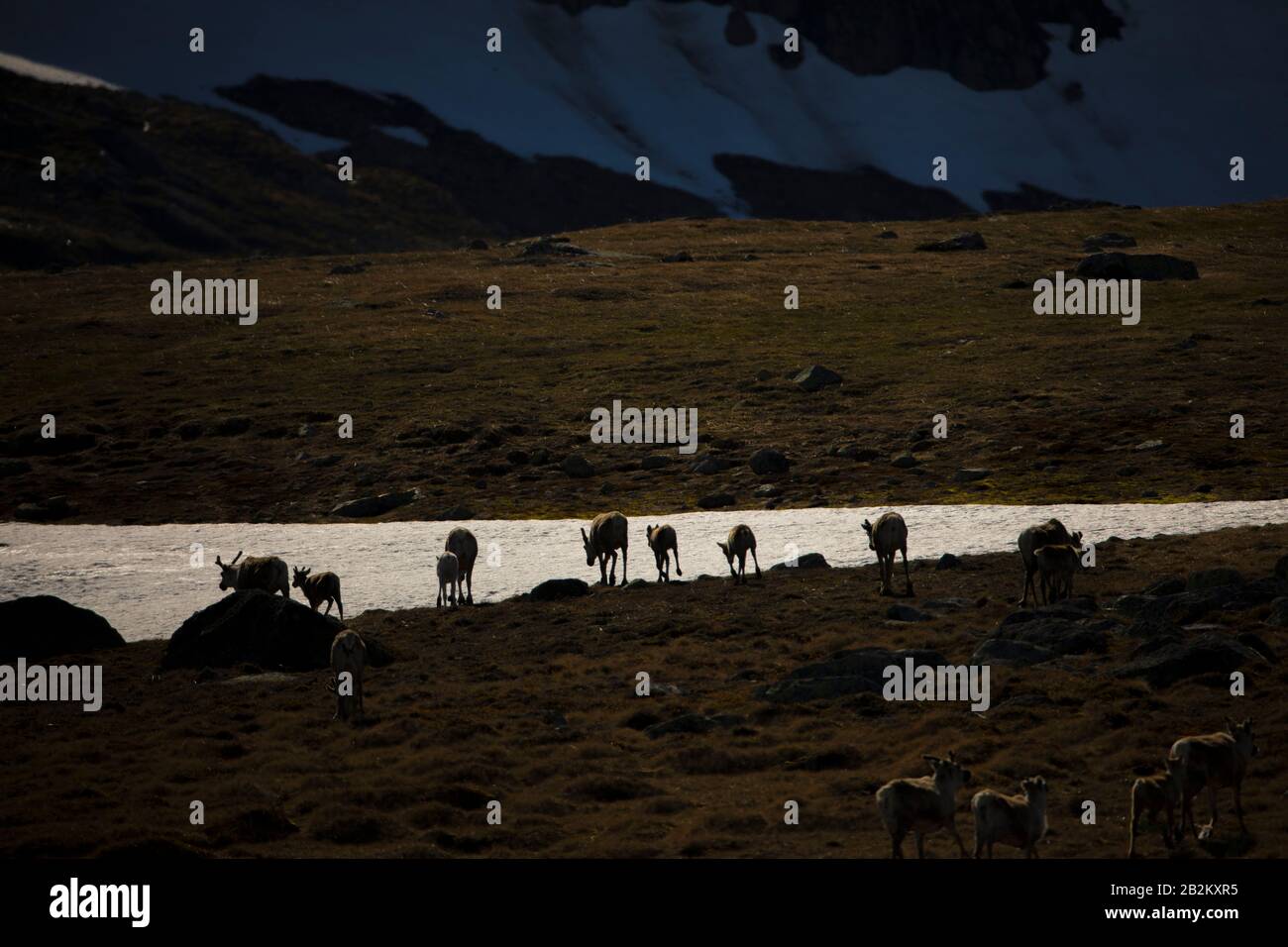 Actis wildlife hi-res stock photography and images - Alamy