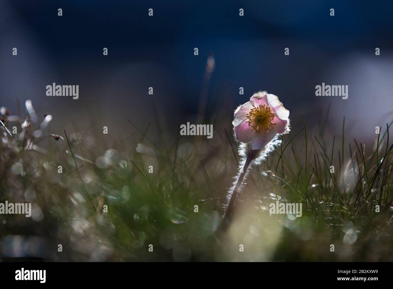 high altitude plants Stock Photo - Alamy