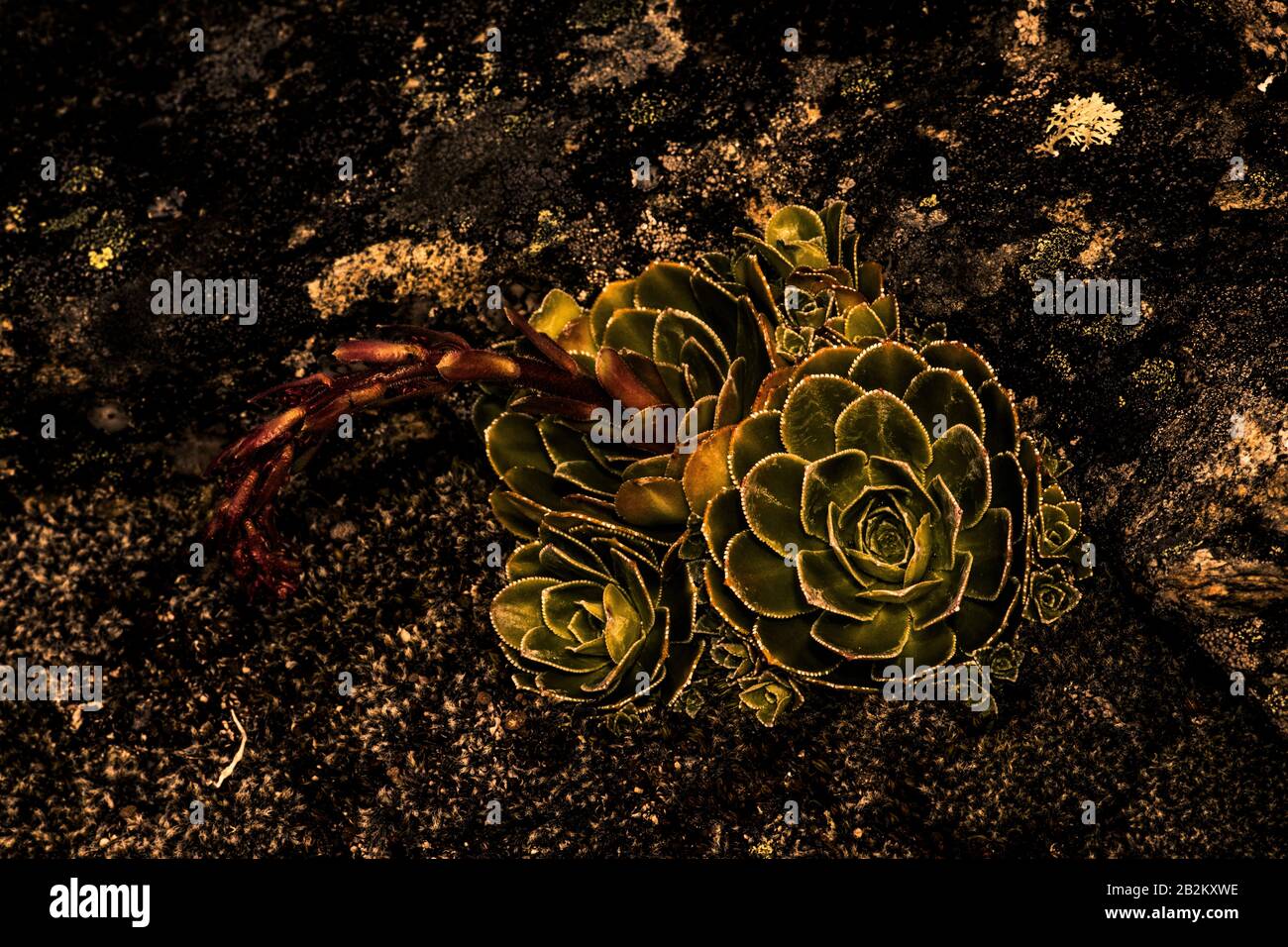 high altitude plants Stock Photo - Alamy