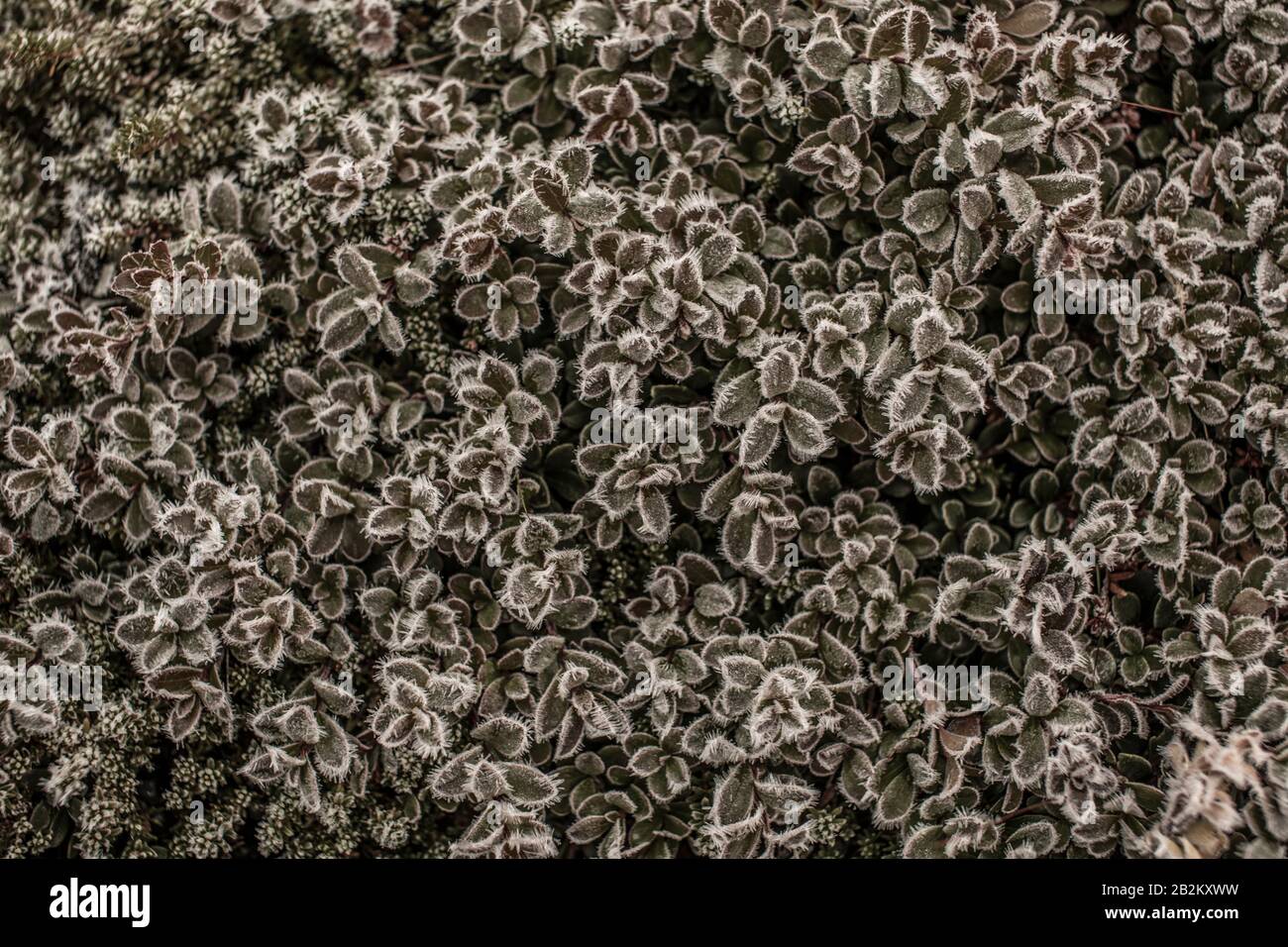 High altitude plant hi-res stock photography and images - Alamy