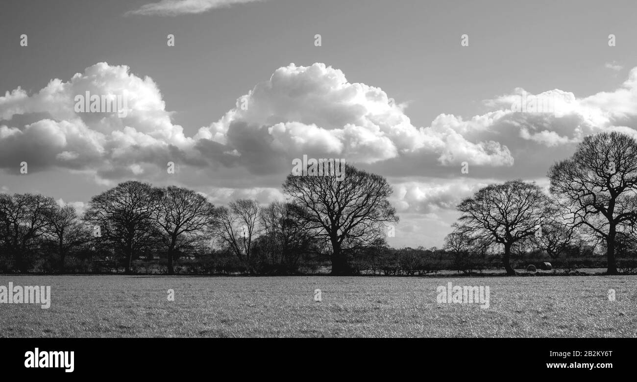 A line of winter trees with their branches fanning outward standing ...