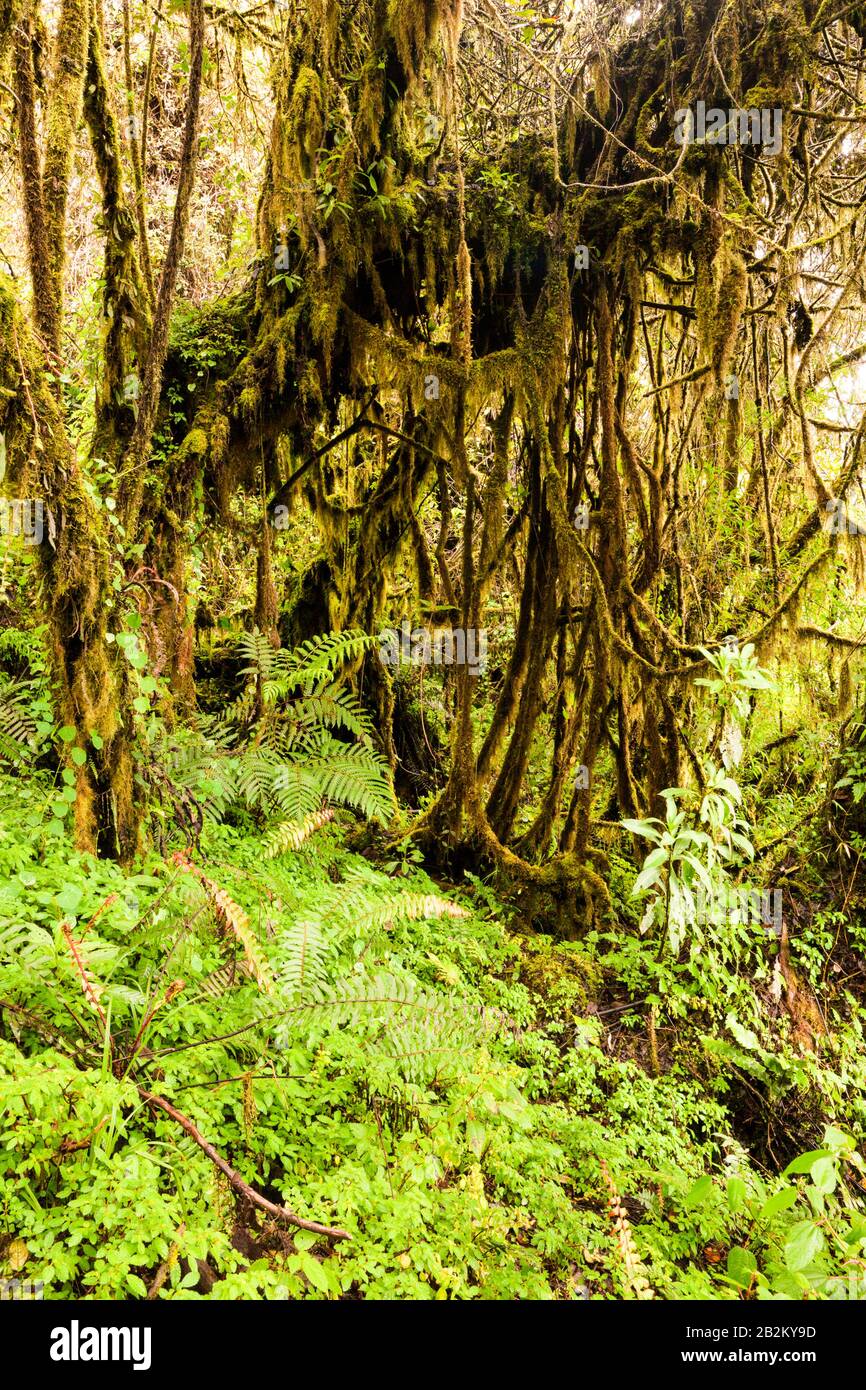 Story Tale Vegetation At Around 4000M Altitude In Ecuadorian Andean ...