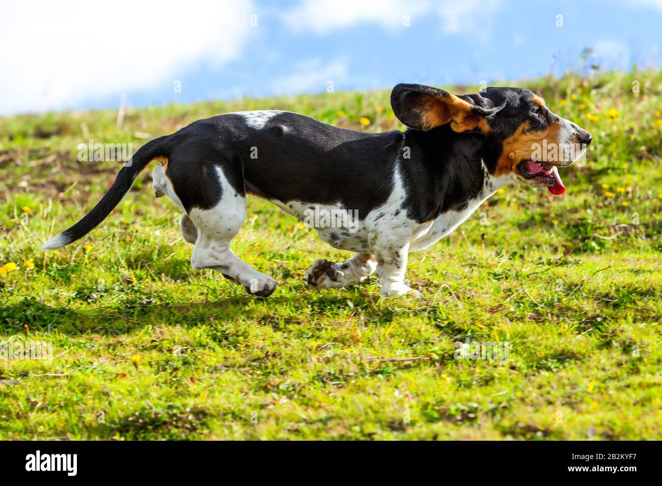 Female basset hound hi-res stock photography and images - Alamy
