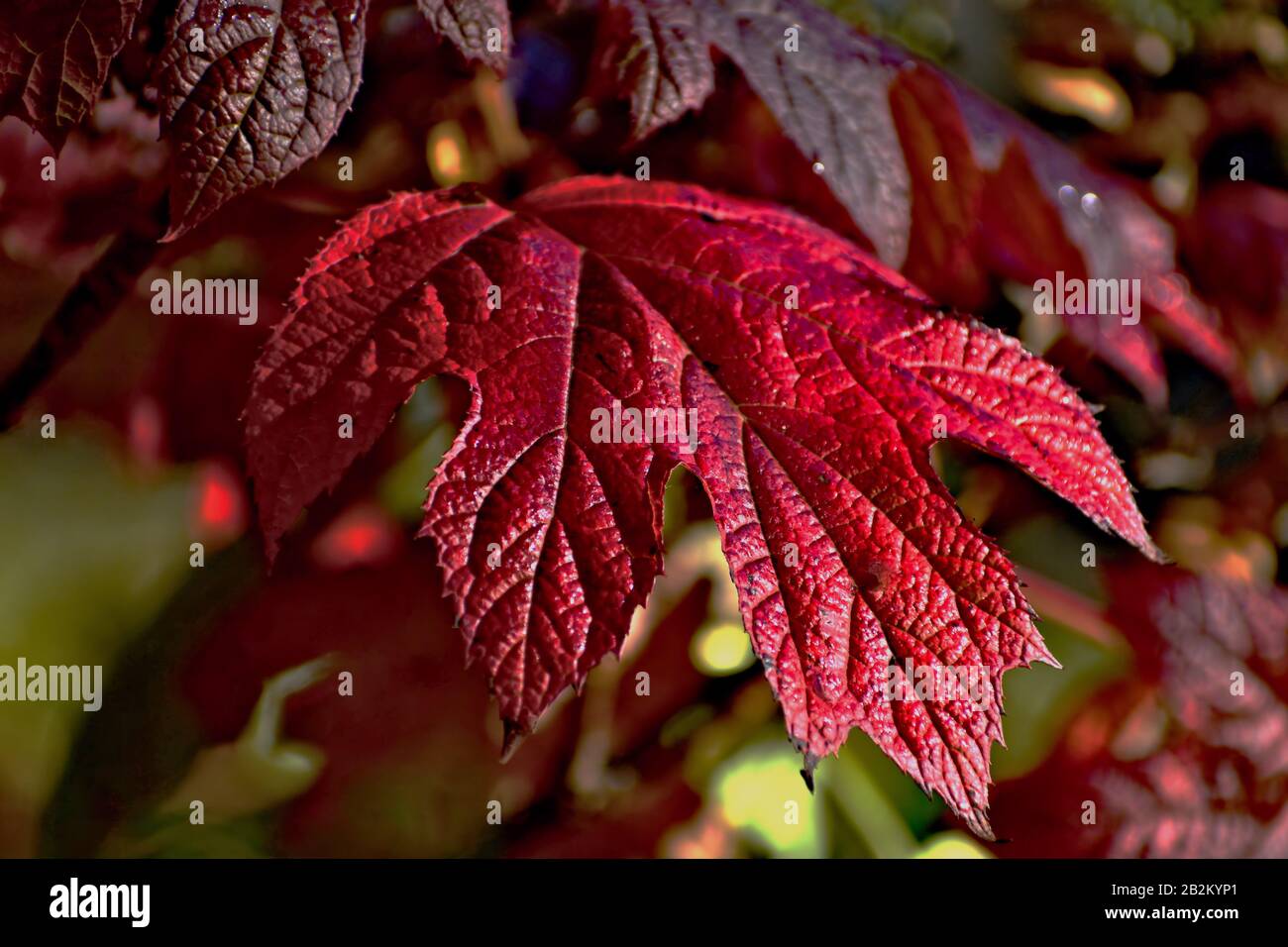 Crimson leaf hi-res stock photography and images - Alamy