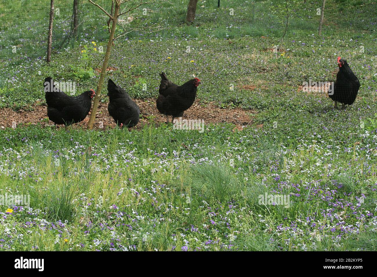 Spring chickens hi-res stock photography and images - Alamy