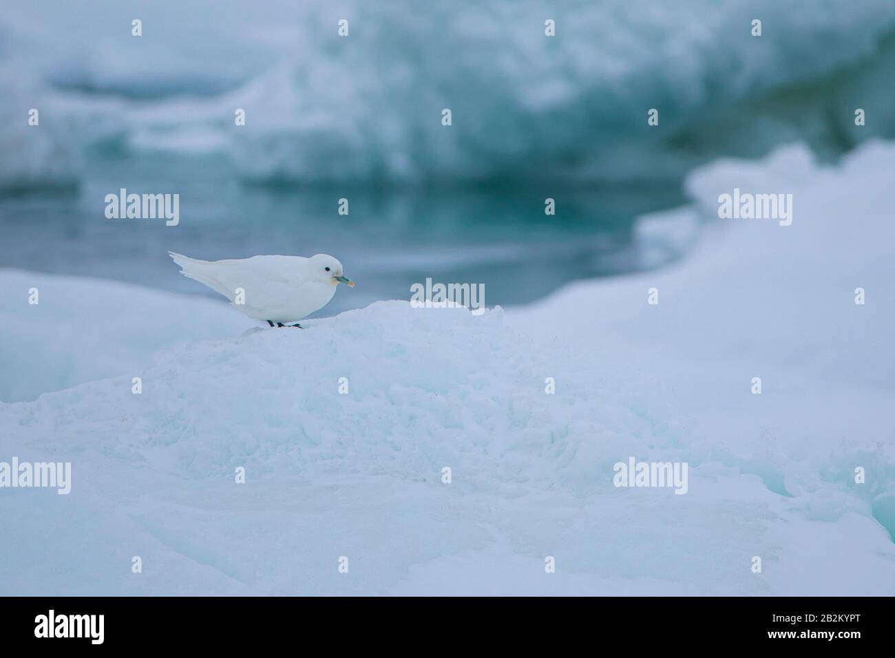 Ivory Gull flying through the ice Stock Photo - Alamy