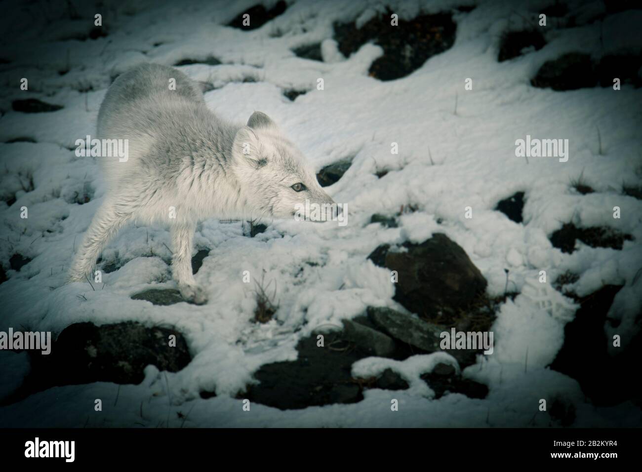 Hungry Polar fox lurking around in the arctic Stock Photo - Alamy