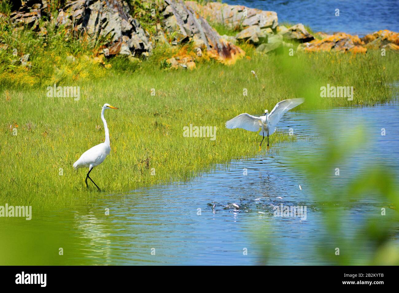 Baby heron hi-res stock photography and images - Alamy