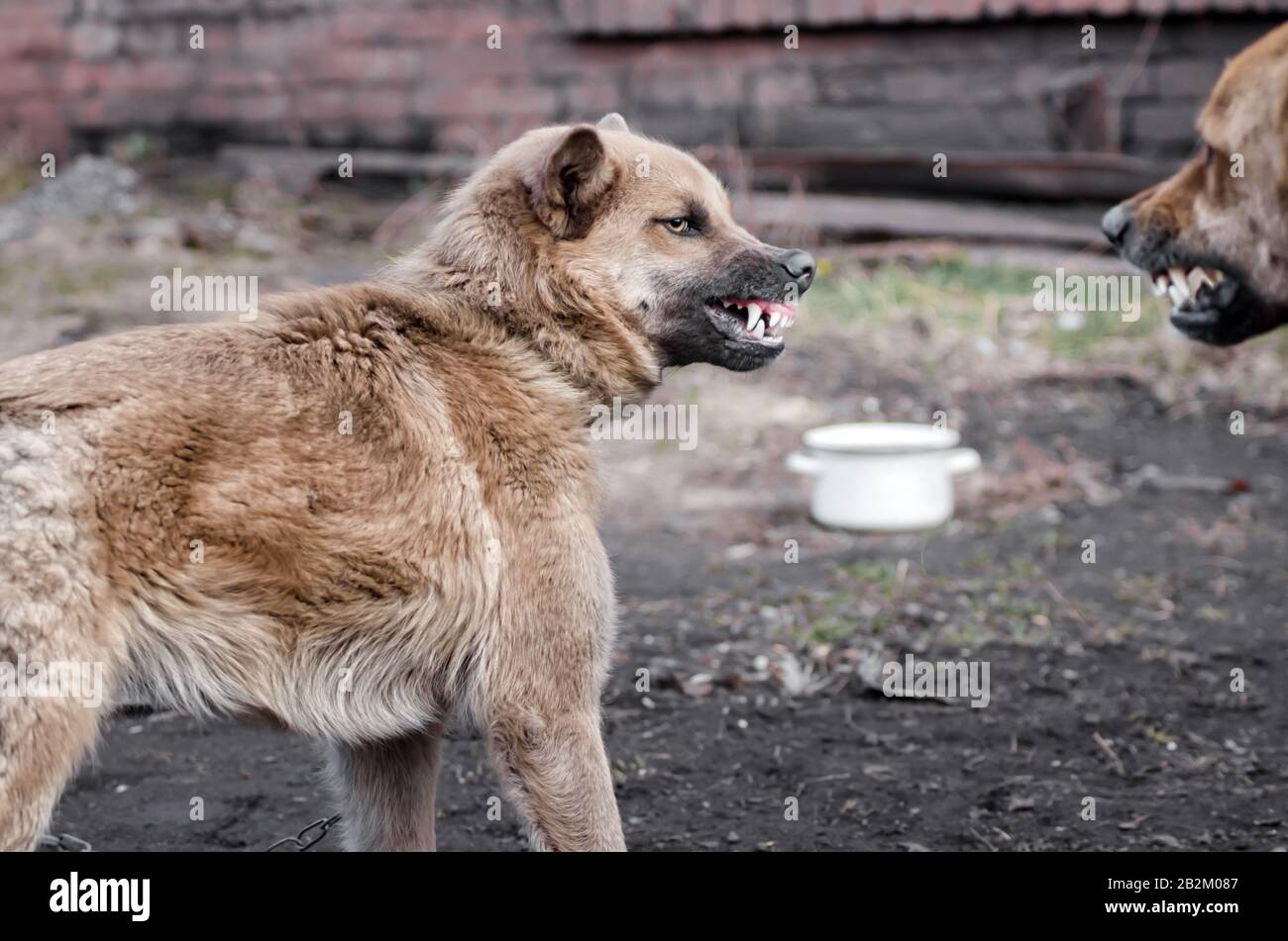 Angry mongrel dog hi-res stock photography and images - Alamy